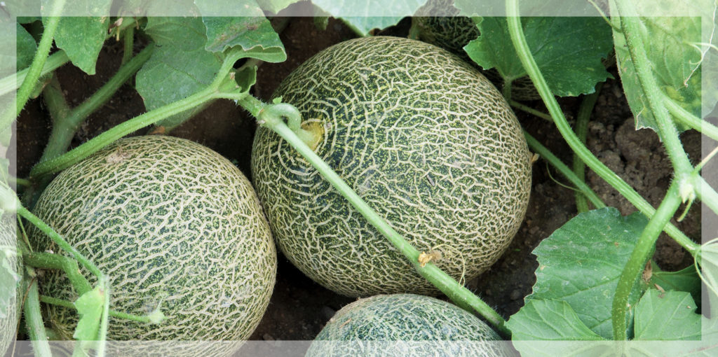 Ciclo De Vida De Una Verdura